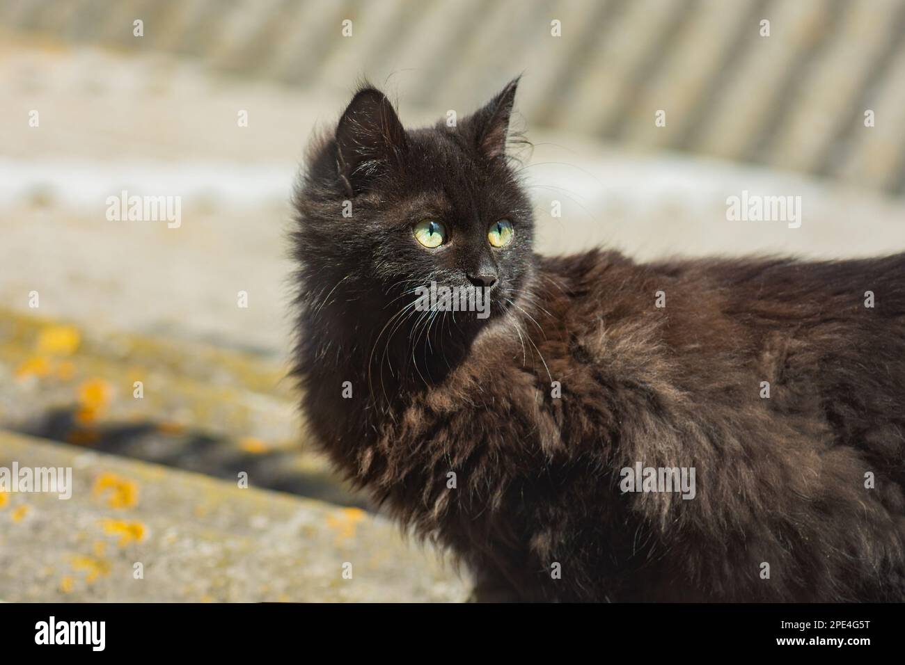 Portrait dirty stray feral cat hi-res stock photography and images - Alamy