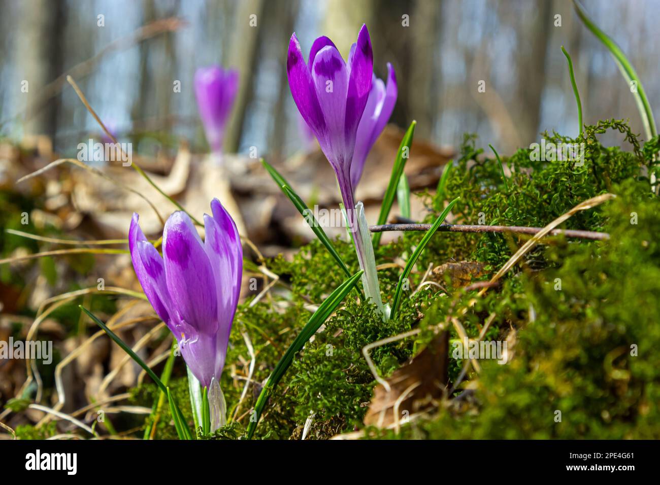 Sunlit purple crocus flowers, Crocus tommasinianus, Barr's purple ...