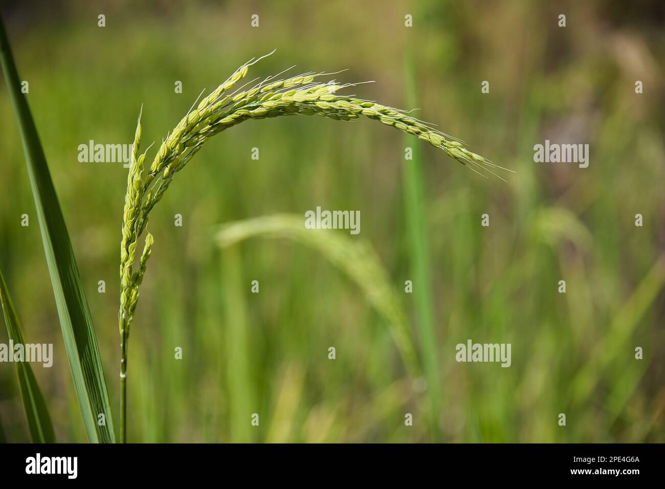 A rice paddock of Banaue in the Philippines, in the foreground a young ...