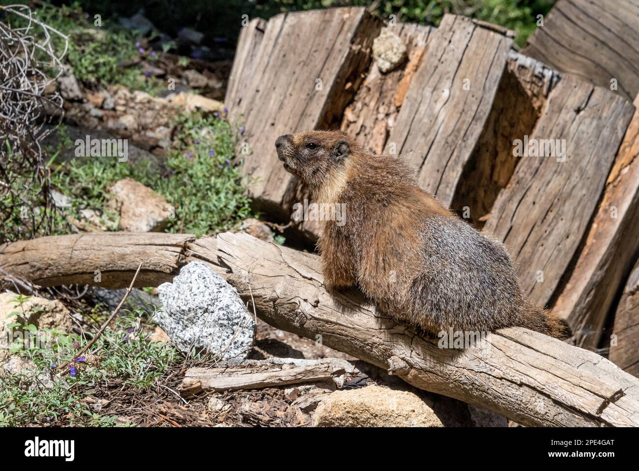 Sequoia national park animal hi-res stock photography and images - Alamy