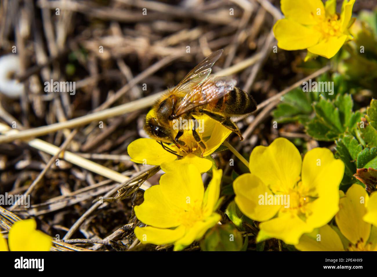 bee collects nectar from Potentilla arenaria, Tormentilla erecta ...