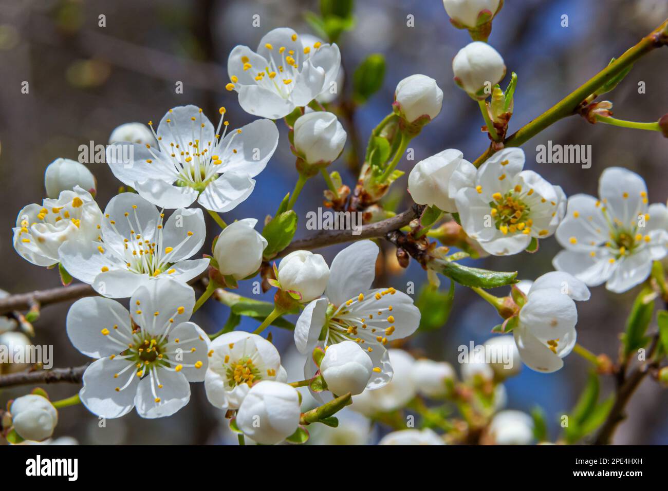 Spring blossoms of Spreading Plum tree, Prunus divaricata, white ...