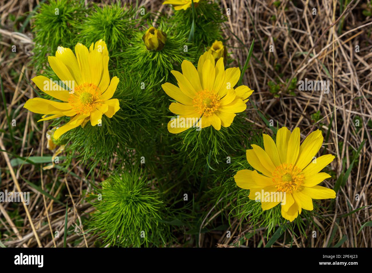 Yellow forest flowers Adonis vernalis, pheasant's eye, spring pheasant ...