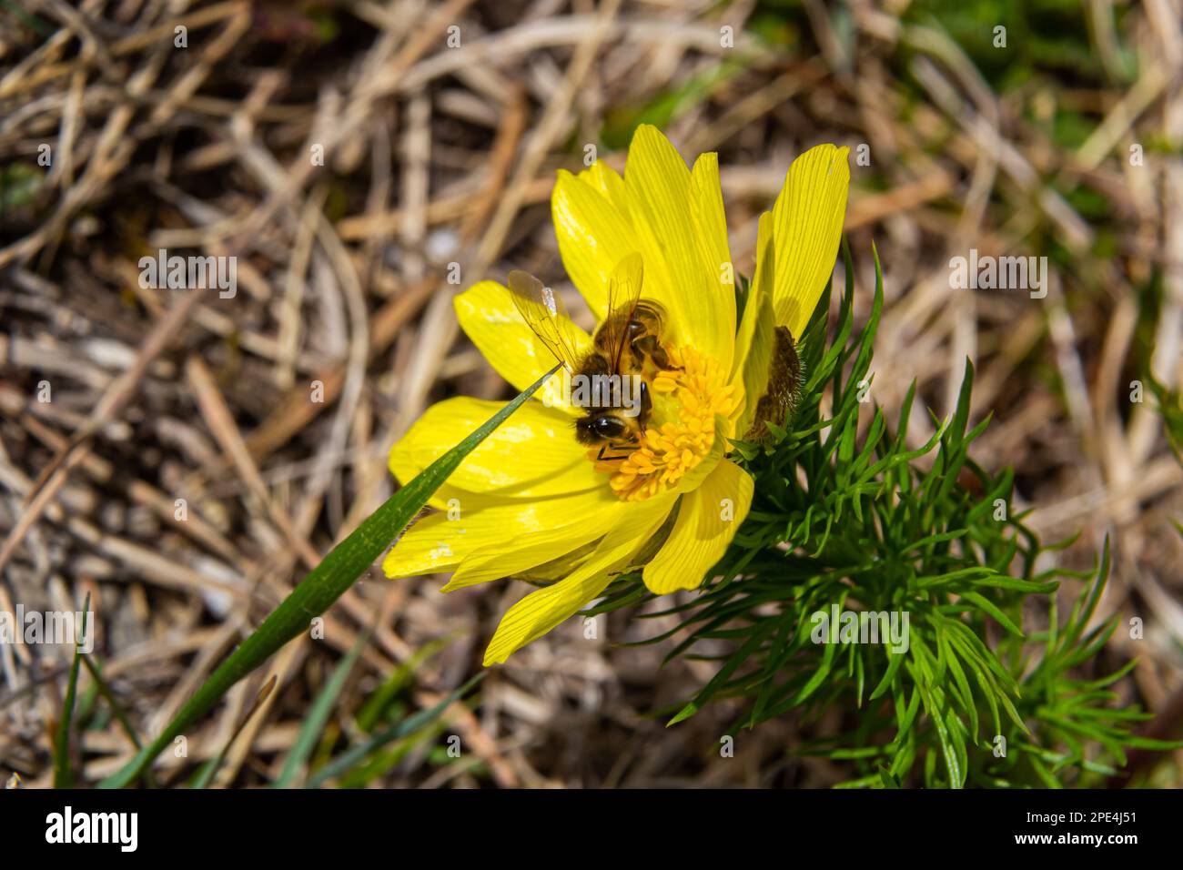 Honey bee on blooming adonis flower, Spring background, honey bee ...