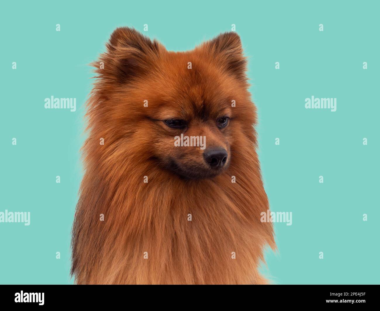 Red Spitz dog breed isolated on blue background. Portrait of Spitz dog ...