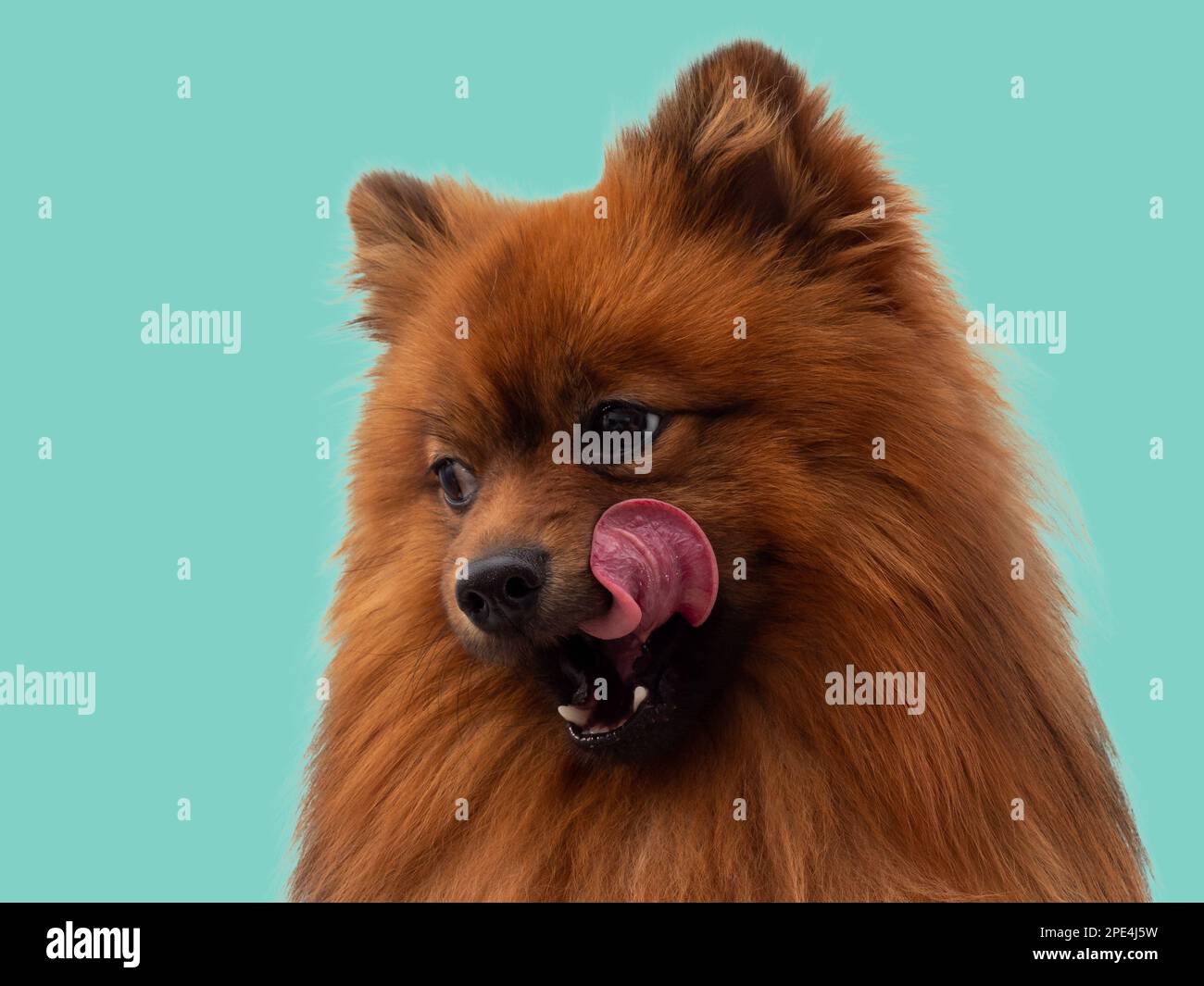Red Spitz dog breed isolated on blue background. Portrait of Spitz dog ...