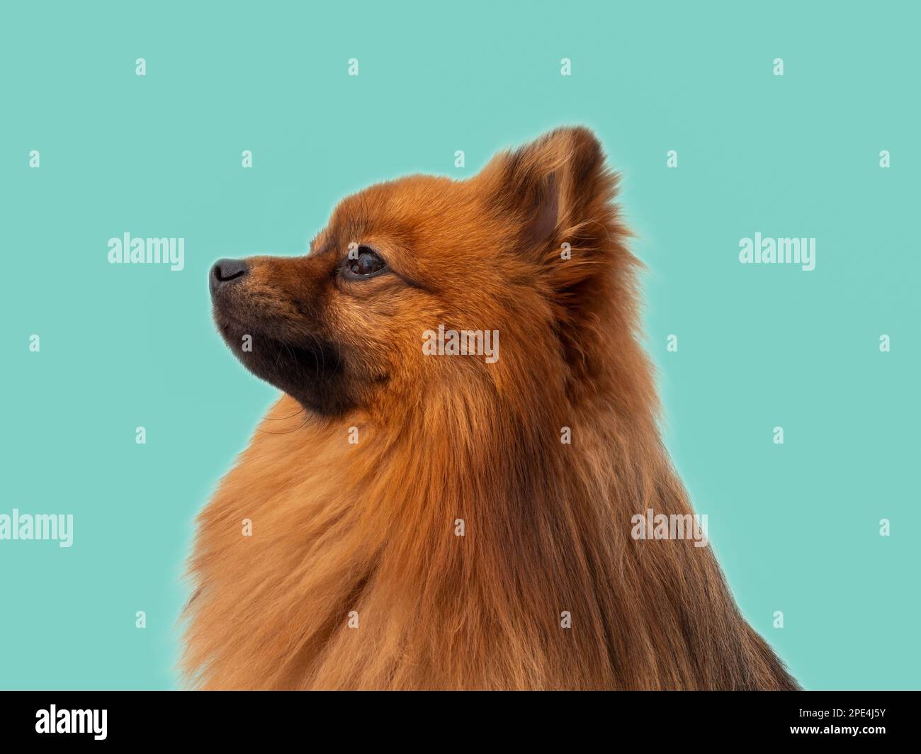 Red Spitz dog breed isolated on blue background. Portrait of Spitz dog ...