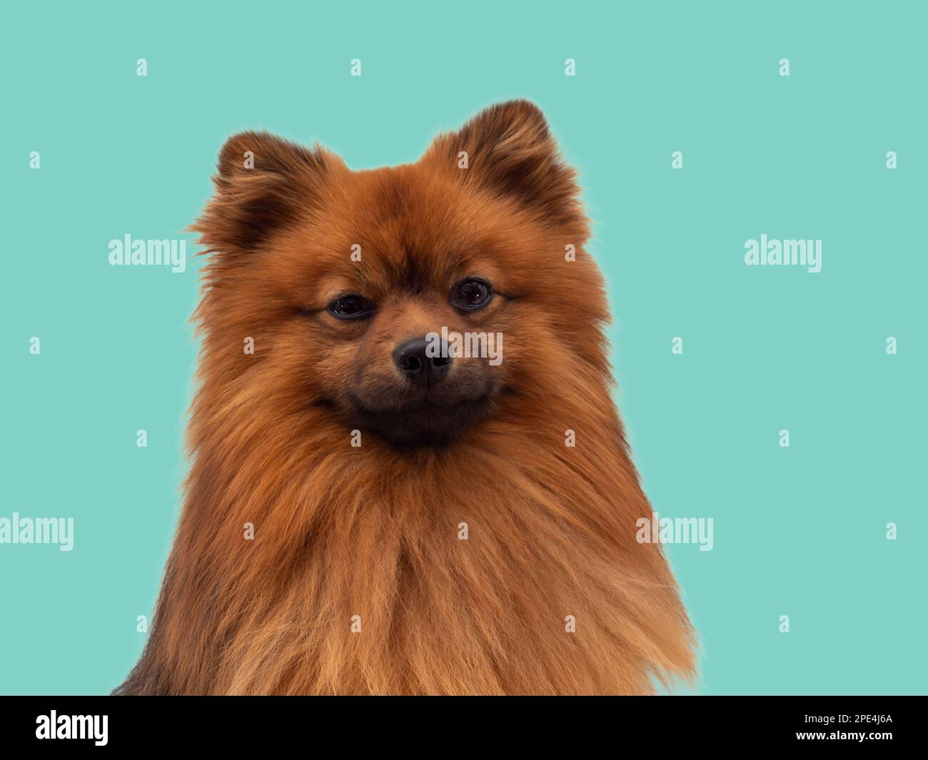 Red Spitz dog breed isolated on blue background. Portrait of Spitz dog ...
