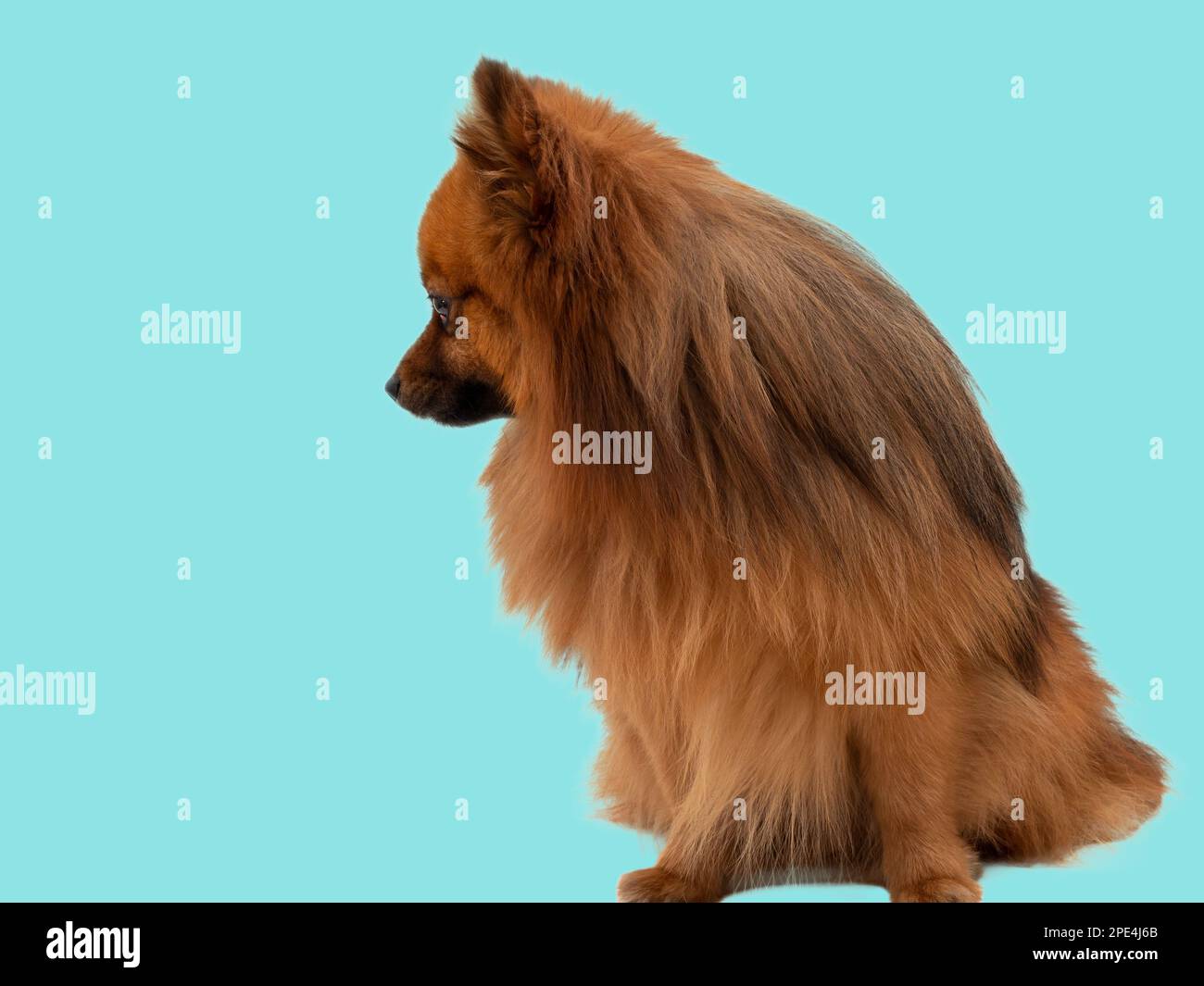 Red Spitz dog breed isolated on blue background. Portrait of Spitz dog ...