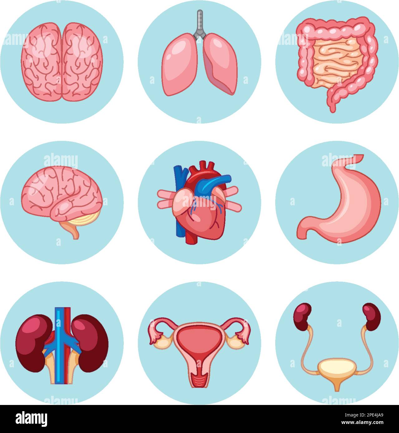 Set of human organs illustration Stock Vector Image & Art - Alamy