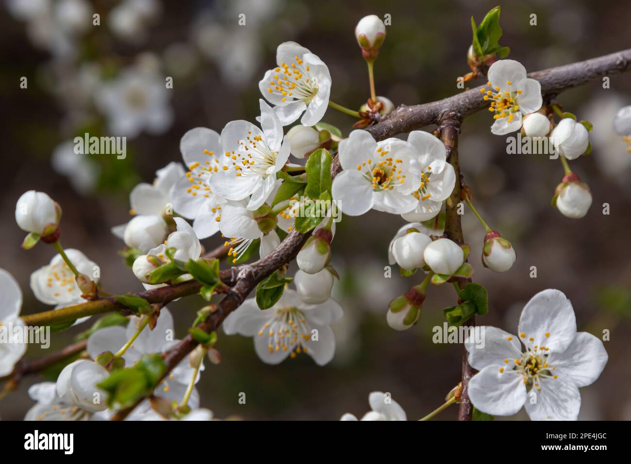 Prunus Cerasifera Blooming white plum tree. White flowers of Prunus ...