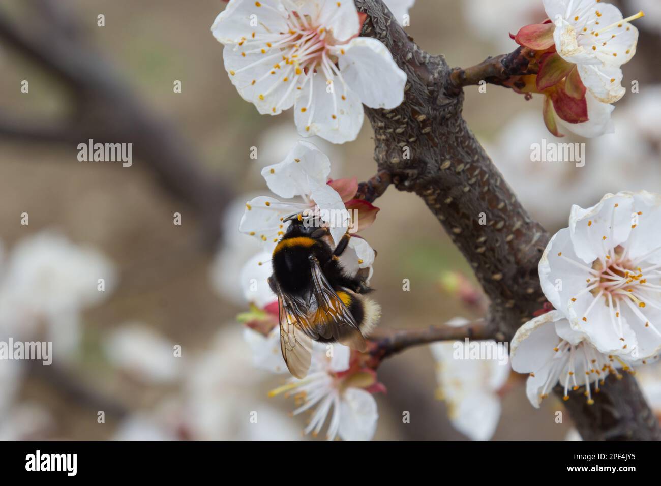 Cute little bumblebee collecting pollen from white apricot blossoms in ...
