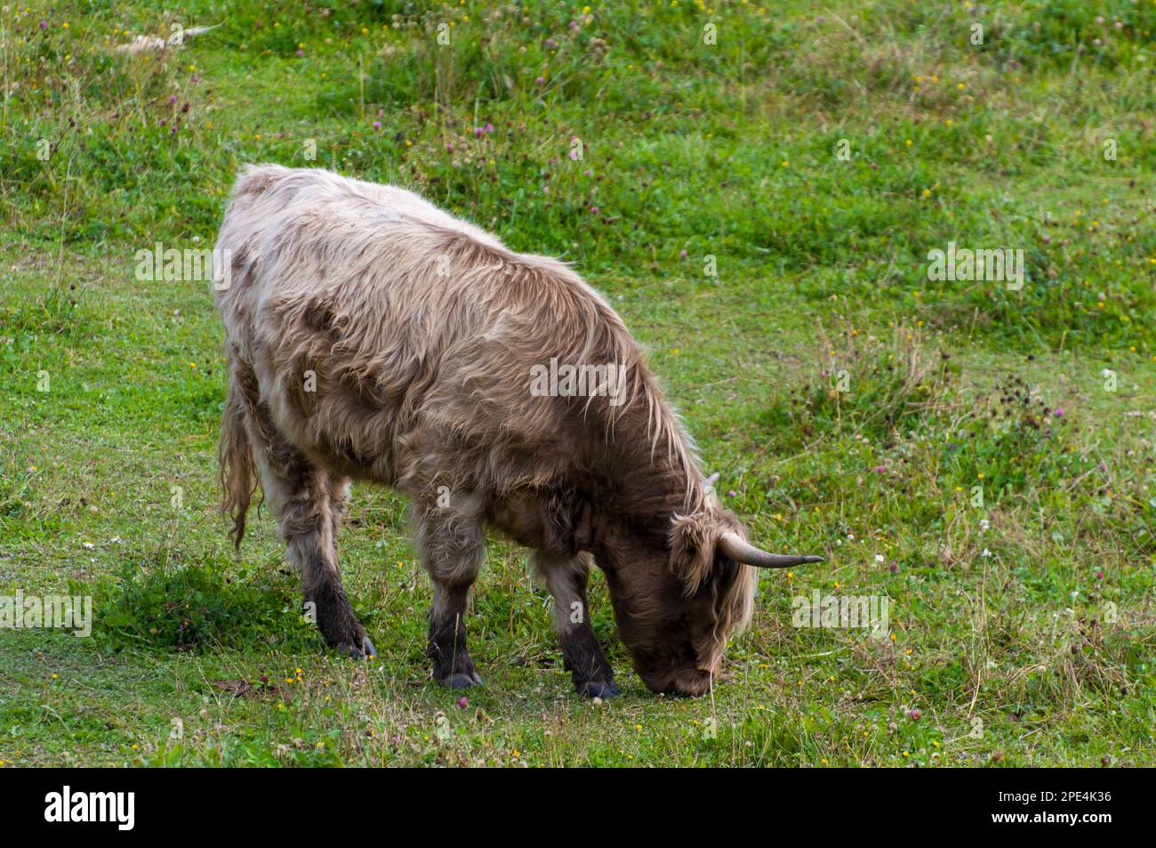 Light brown cattle hi-res stock photography and images - Alamy