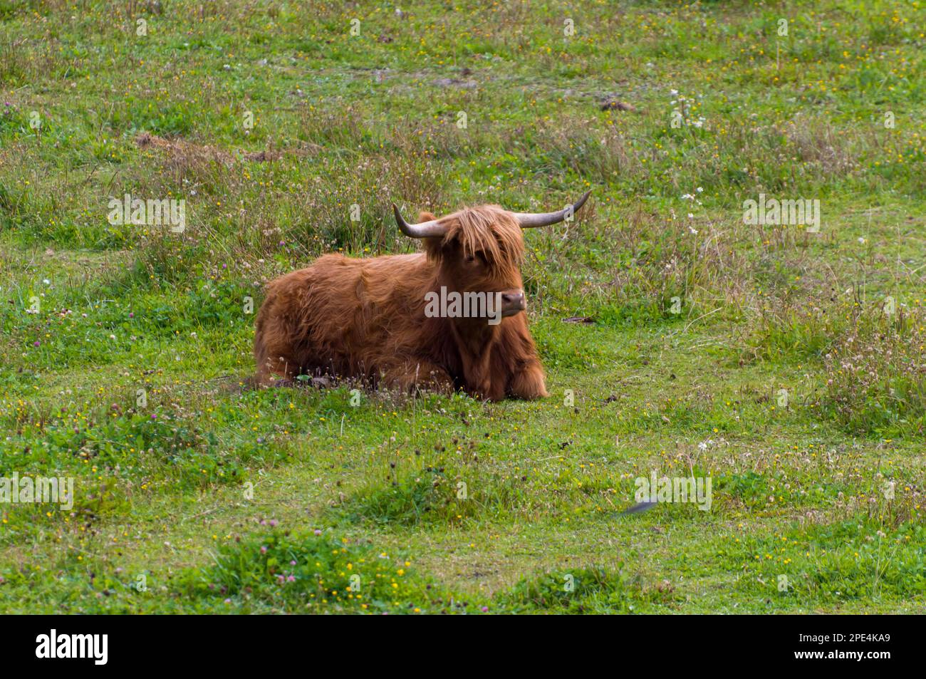 Highland cow in a field. Highland cattle. A brown hairy cow lying on a ...