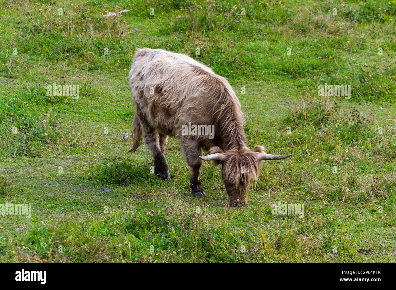 Highland cow in a field. Highland cattle. A light brown hairy cow ...