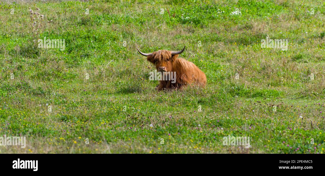 Highland cow in a field. Highland cattle. A brown hairy cow lying on a ...