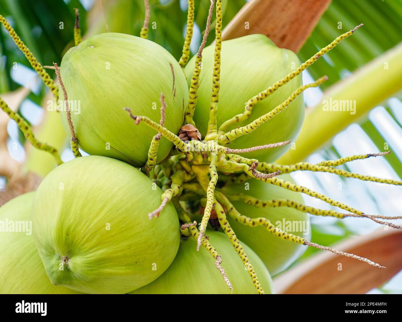 Green coconuts on tree seen from below Stock Photo - Alamy