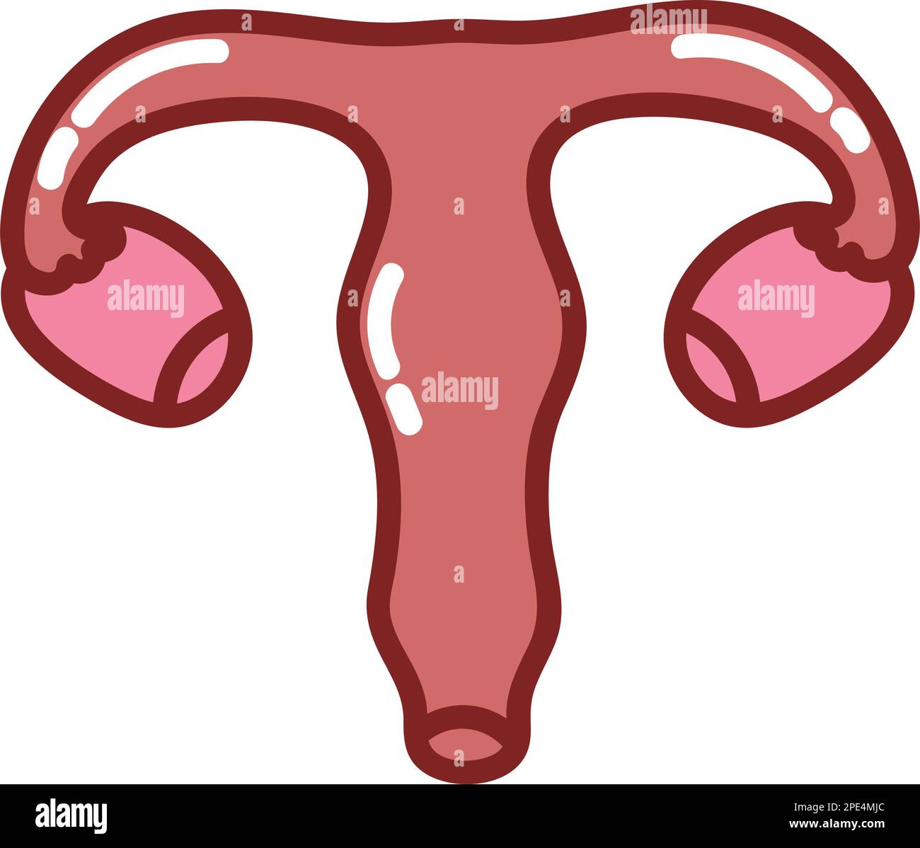 uterus human body Stock Vector Image & Art - Alamy