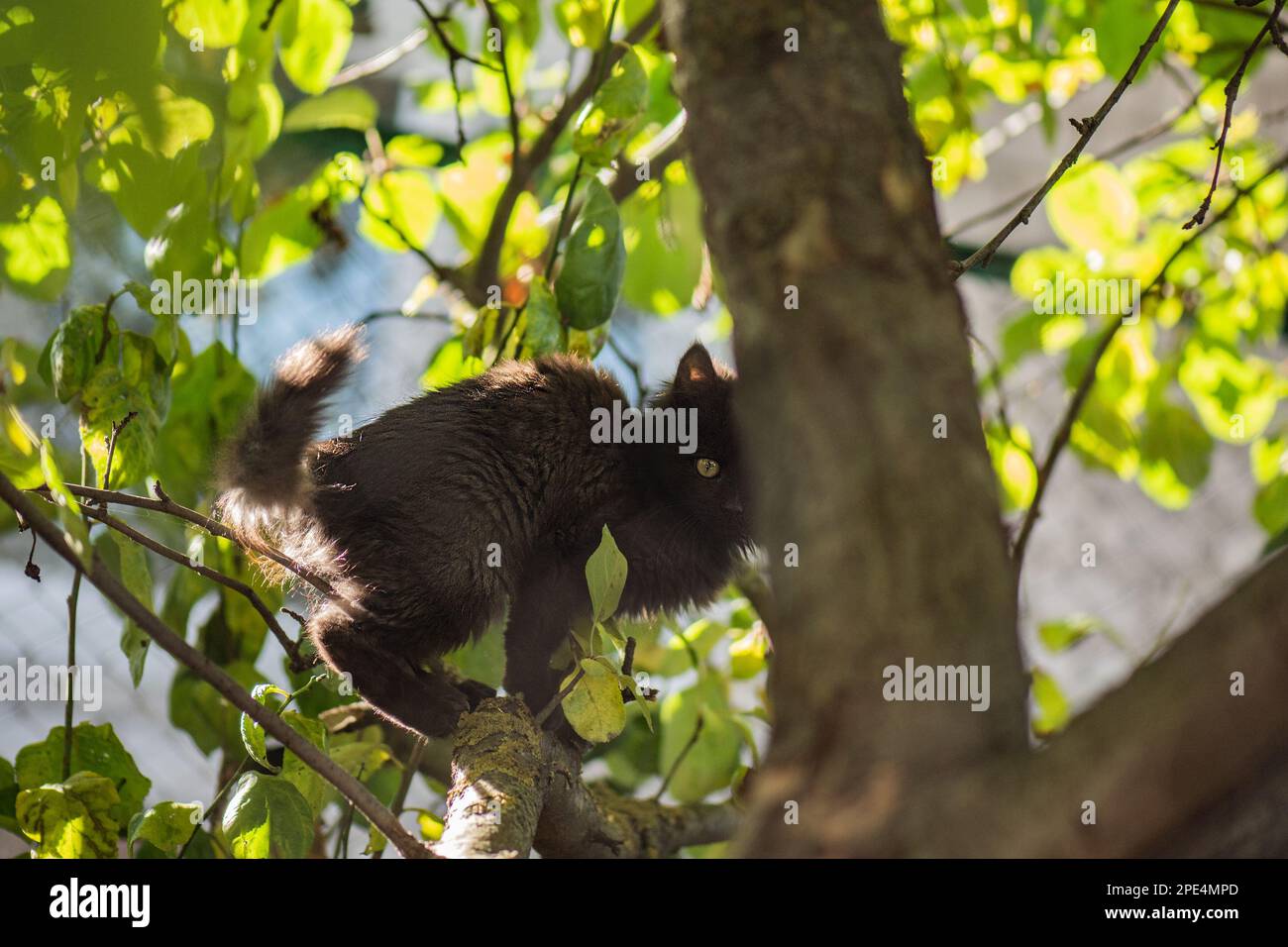 Charming kitten portrait on a tree branch. Cute cat is lying on the ...
