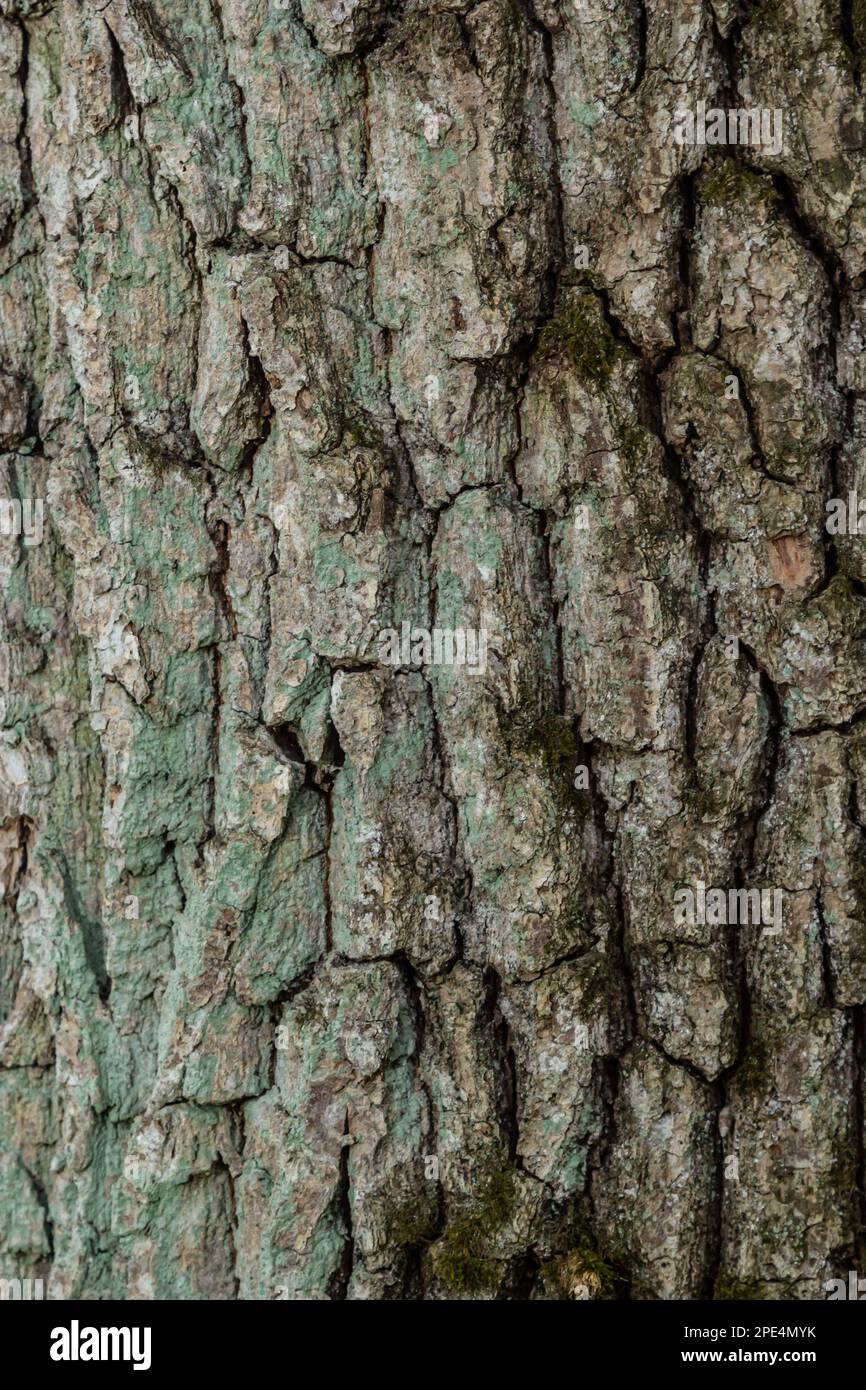 close up of the old bark texture pattern in the forest Vintage ...