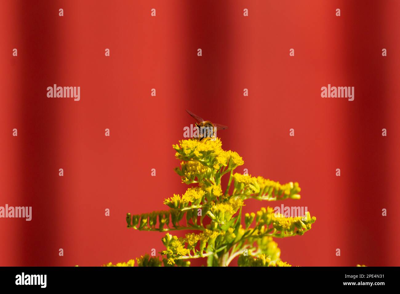 Red yellow and black wasp hi-res stock photography and images - Alamy