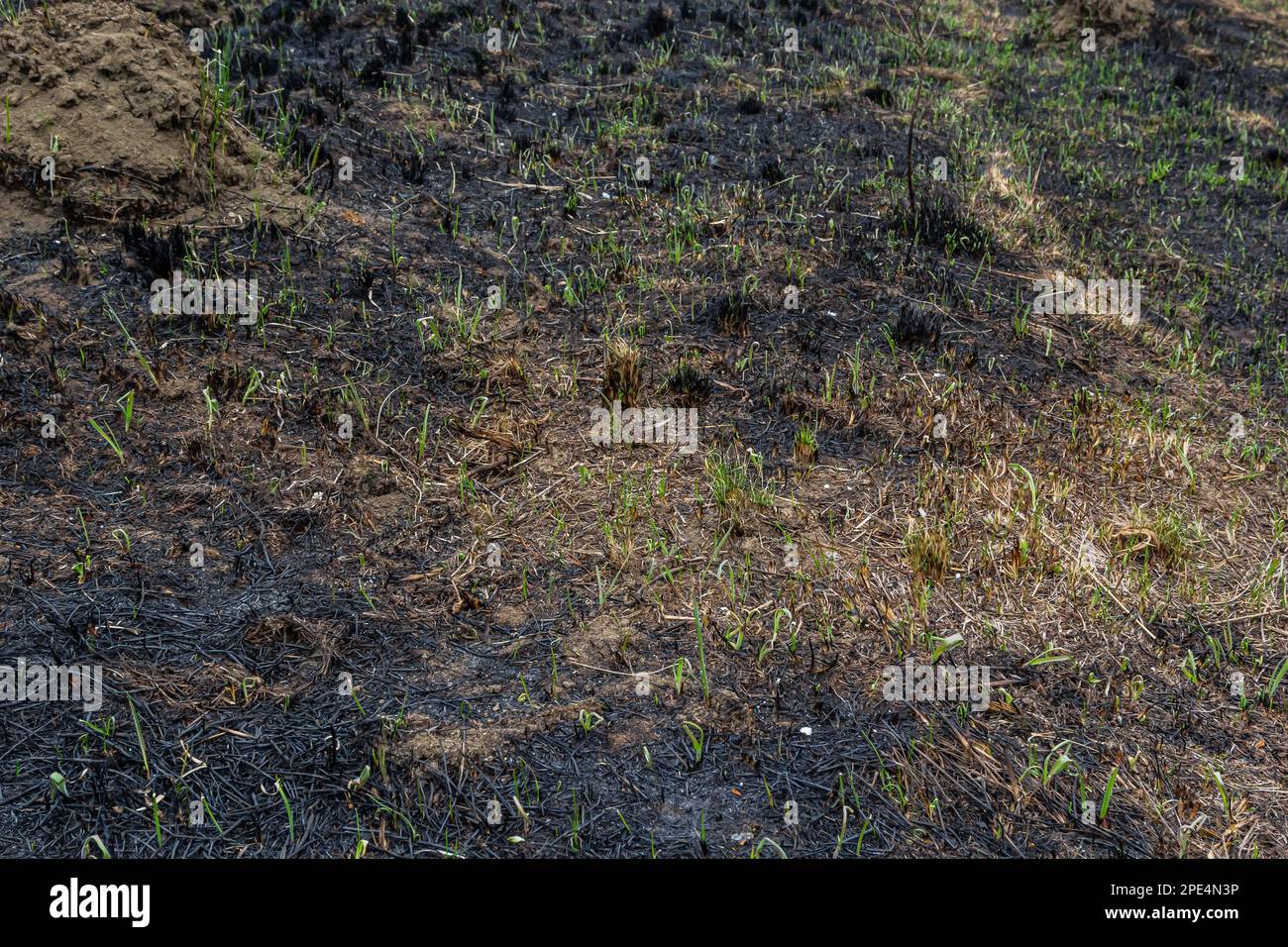 Field after fire - scorched grass and trees Stock Photo - Alamy