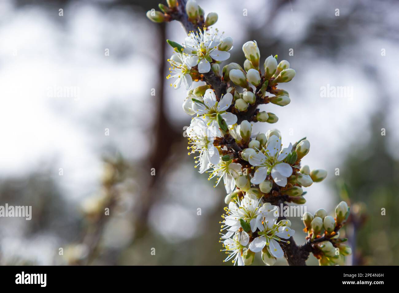 Prunus spinosa, called blackthorn or sloe, is a species of flowering ...