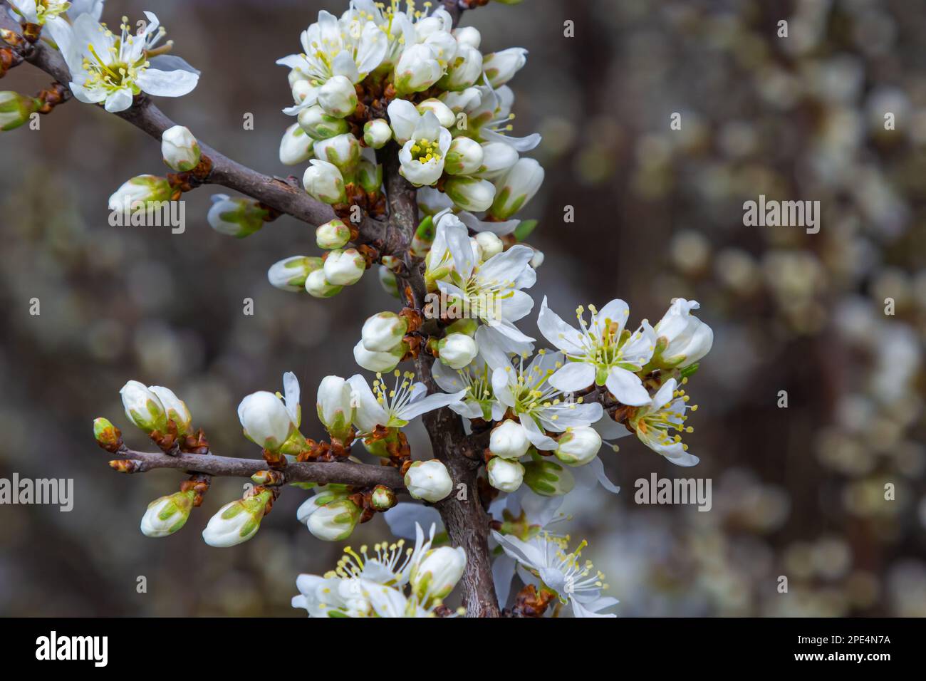 Prunus spinosa, called blackthorn or sloe, is a species of flowering ...