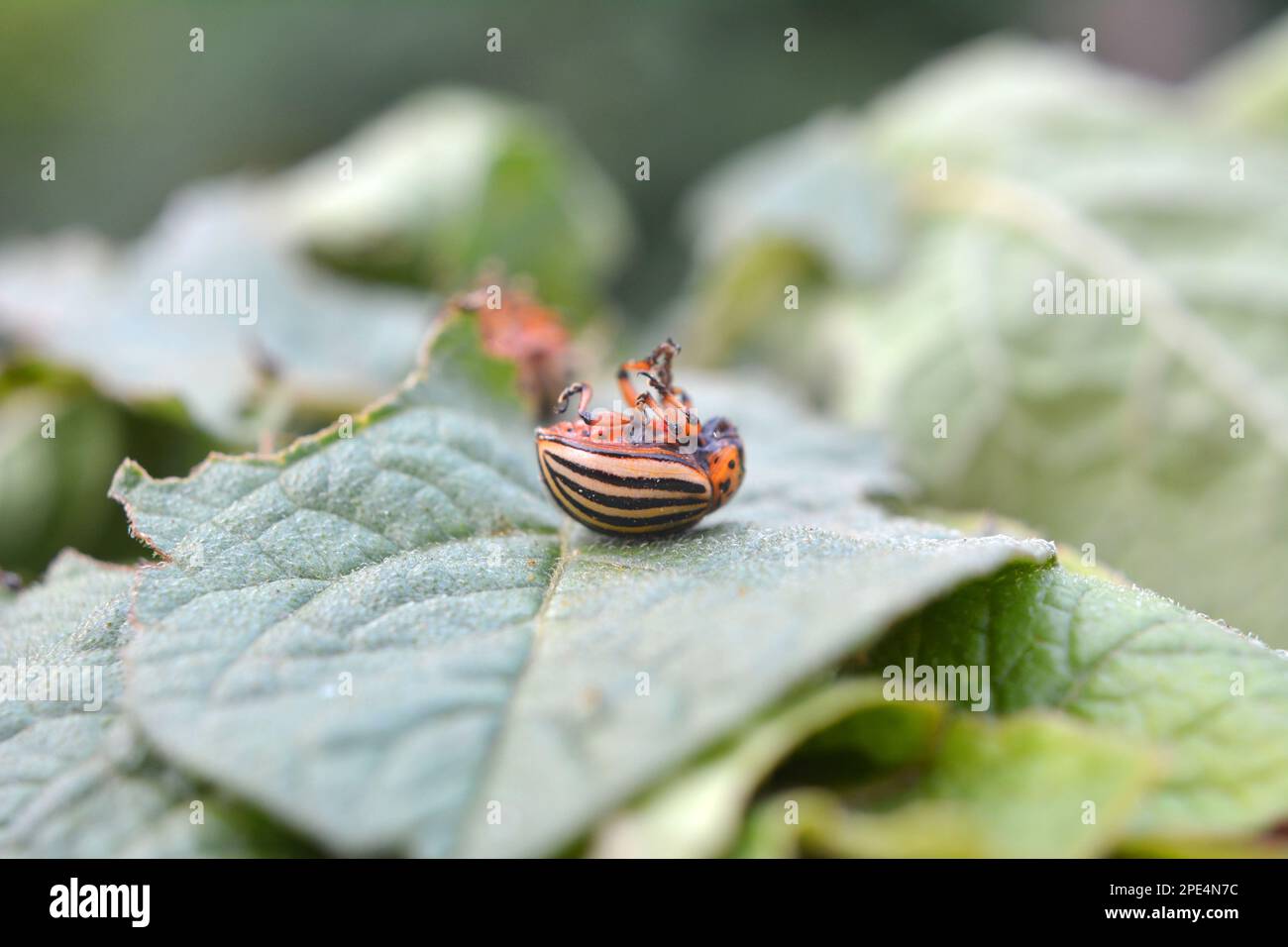 Destroyed Colorado potato beetle on a green potato leaf Stock Photo - Alamy