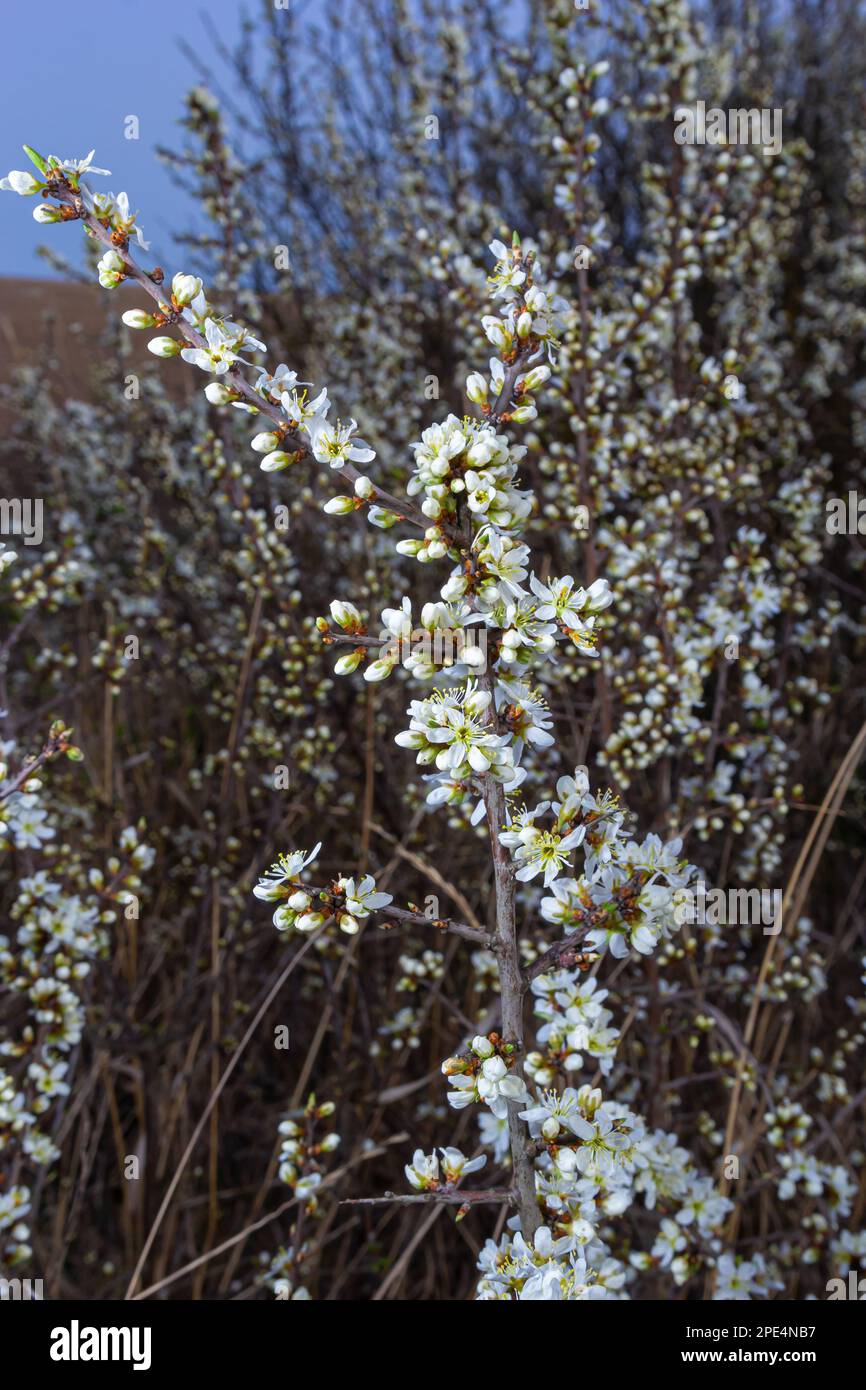 Prunus spinosa, called blackthorn or sloe, is a species of flowering ...