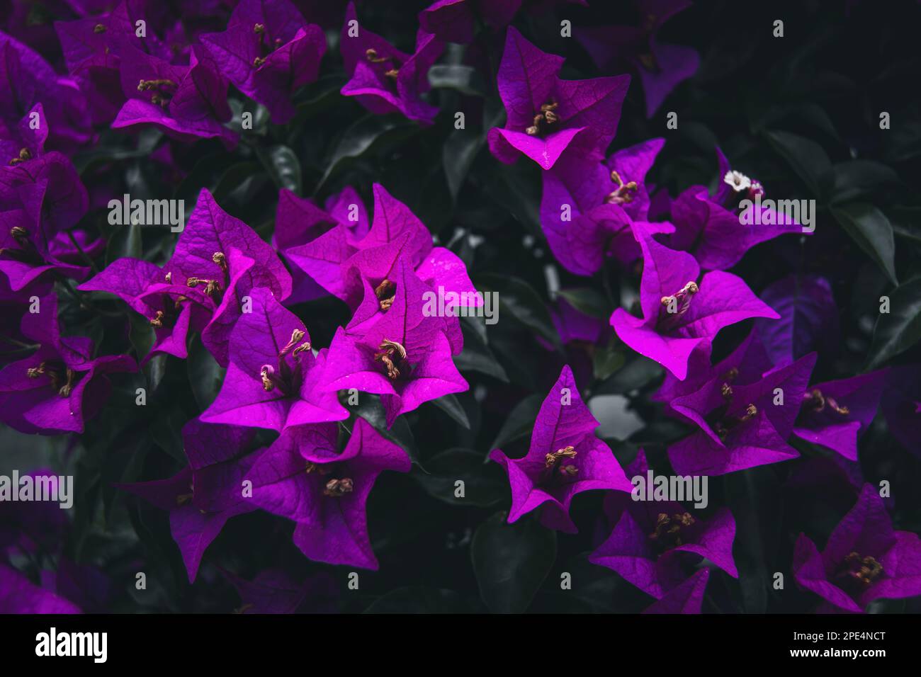 Magenta bougainvillea paper flowers. Powerful violet color. Dark green ...