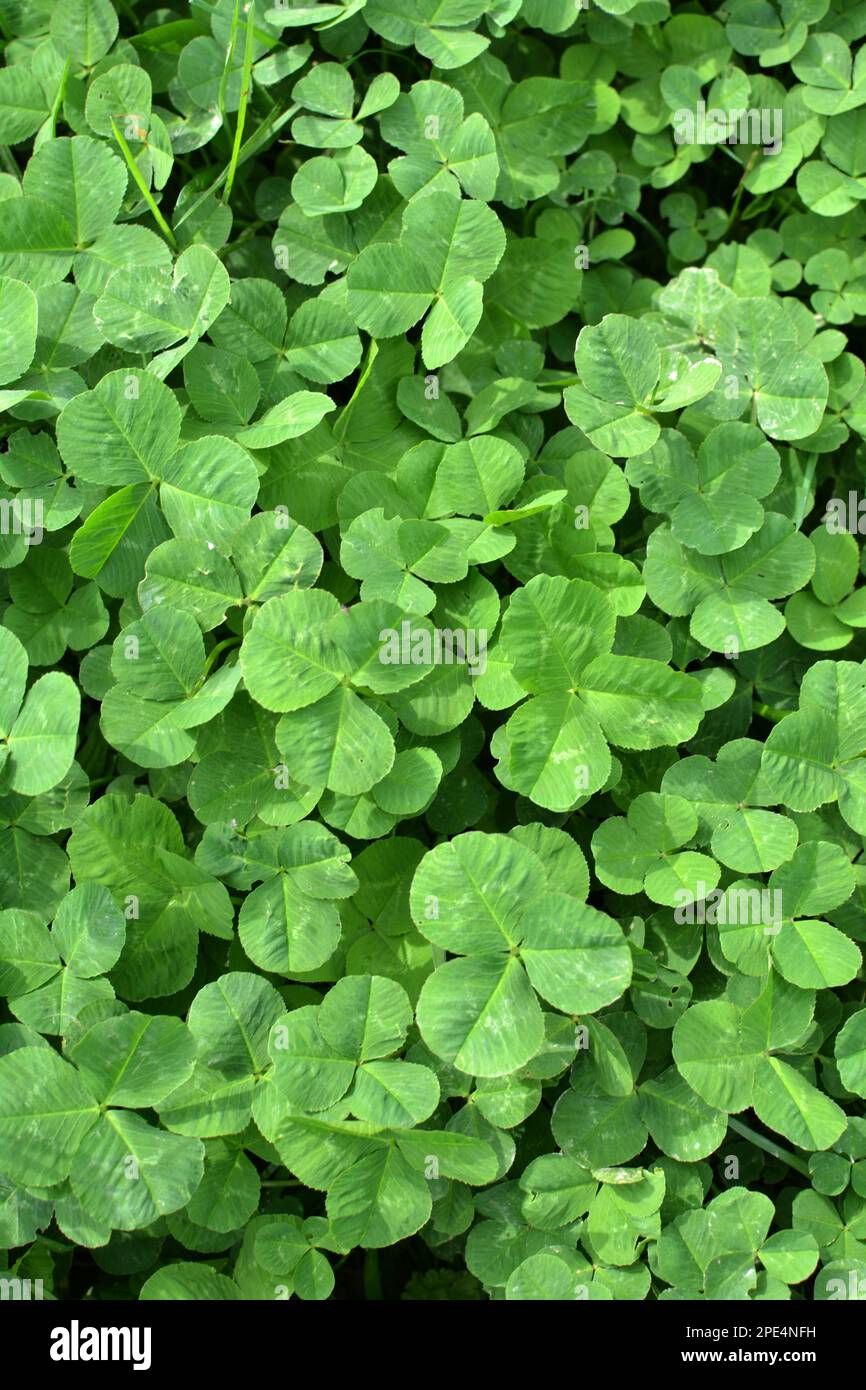 In the spring farm field young clover grows Stock Photo - Alamy