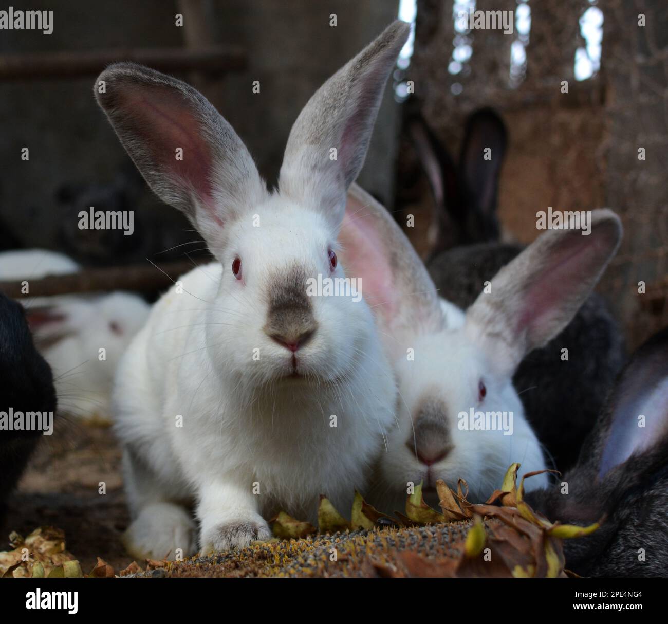 An adult rabbit of the Californian breed Stock Photo - Alamy