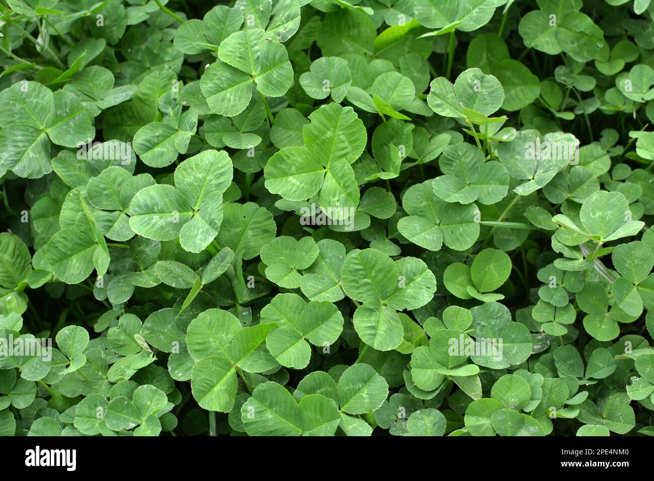 In the spring farm field young clover grows Stock Photo - Alamy
