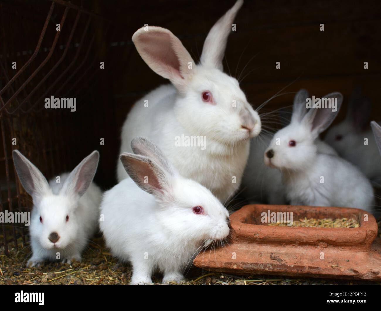 Do Female Rabbits Live Well Together at Evelyn Turner blog