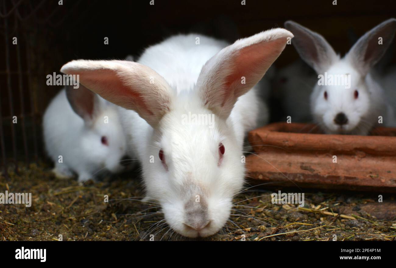 Female rabbit of the Californian breed and its brood Stock Photo - Alamy