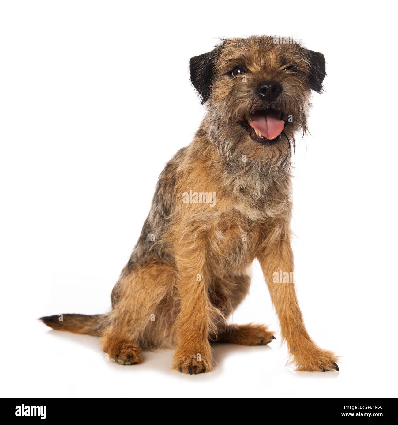 Border terrier dog isolated on white background looks to the camera ...