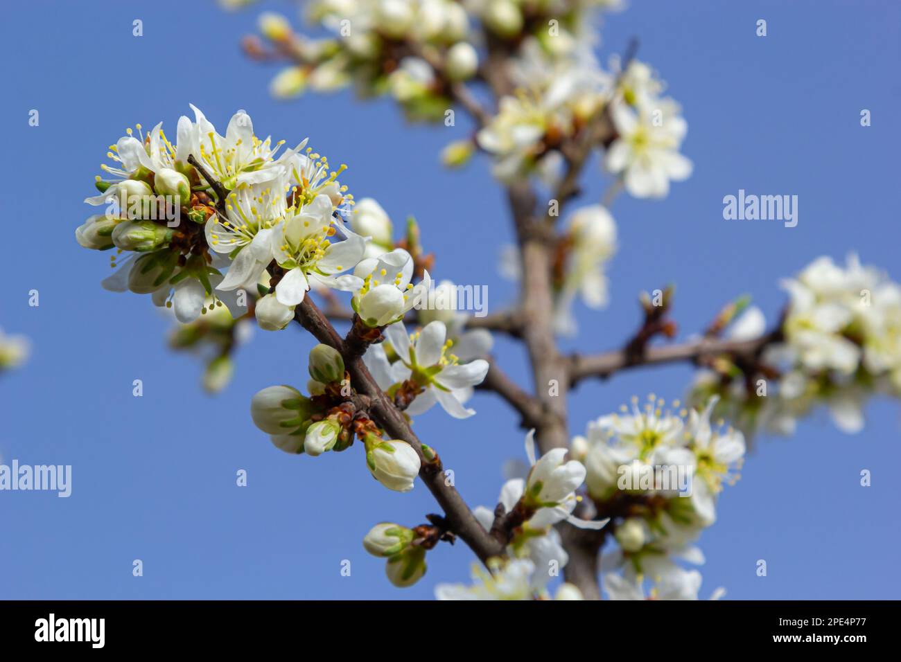 Blackthorn prunus spinosa sloe plant shrub white flower bloom blossom ...
