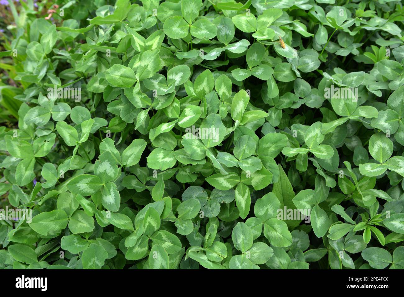 In the spring farm field young clover grows Stock Photo - Alamy