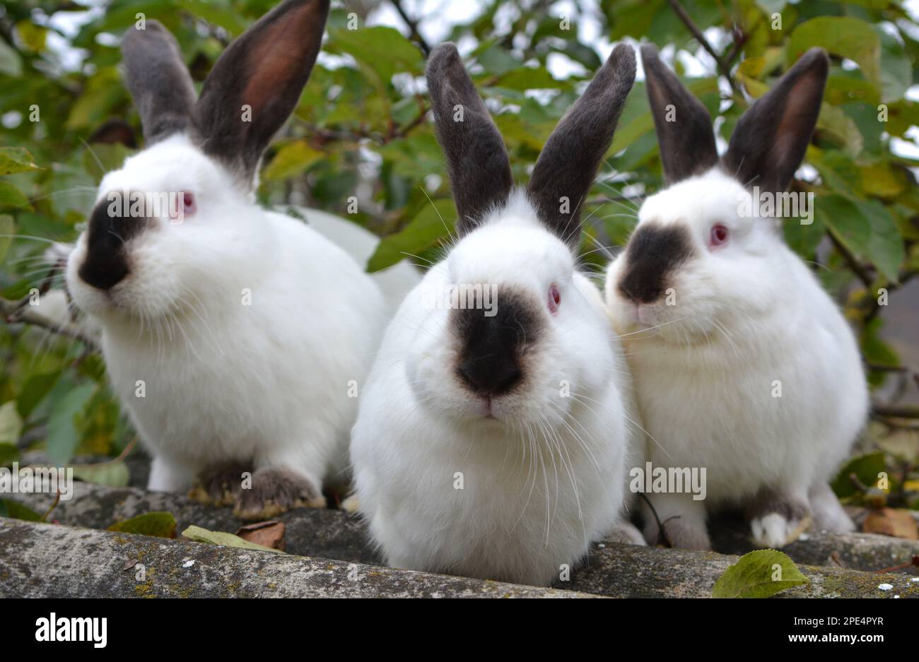 An adult rabbit of the Californian breed Stock Photo - Alamy