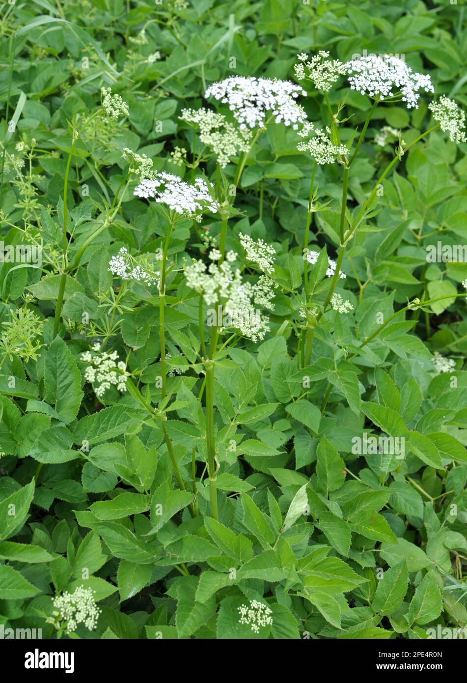 Bishops goutweed aegopodium podagraria hi-res stock photography and ...