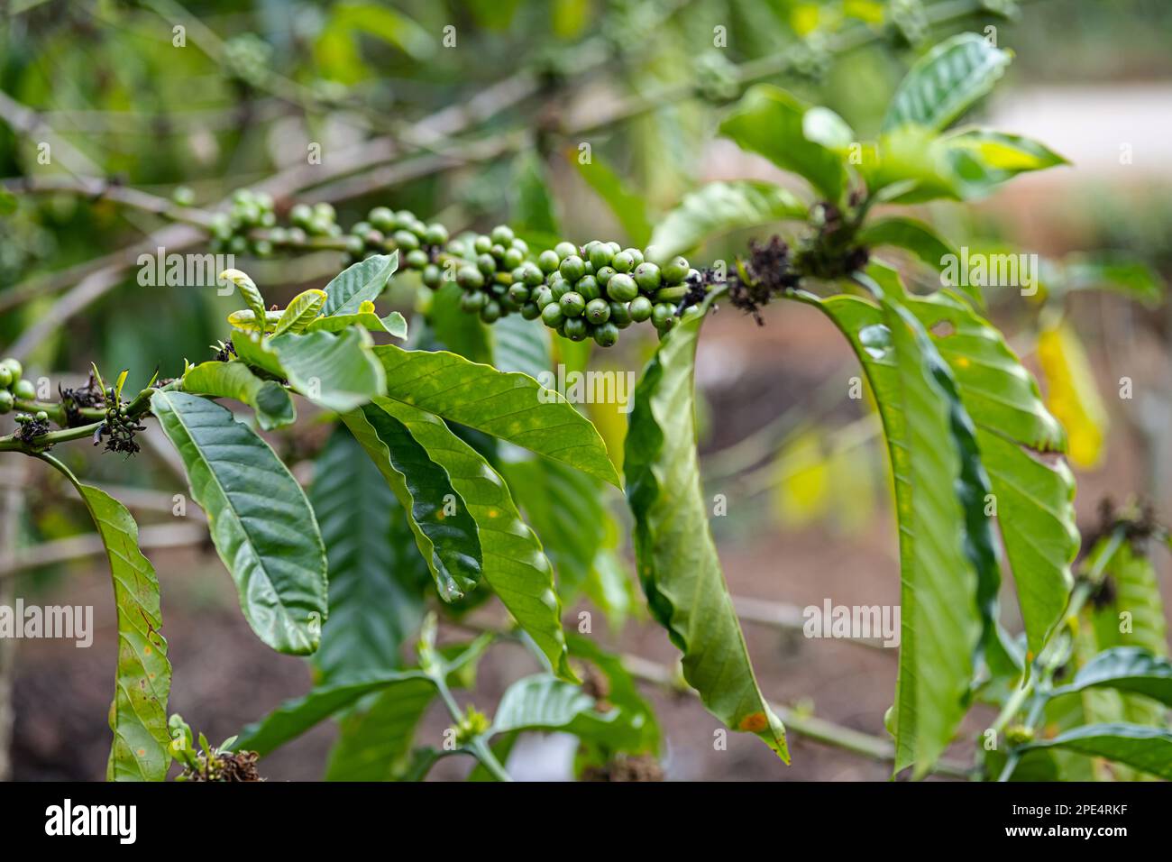 Coffee beans on coffee trees plantation, close up. Organic coffee ...