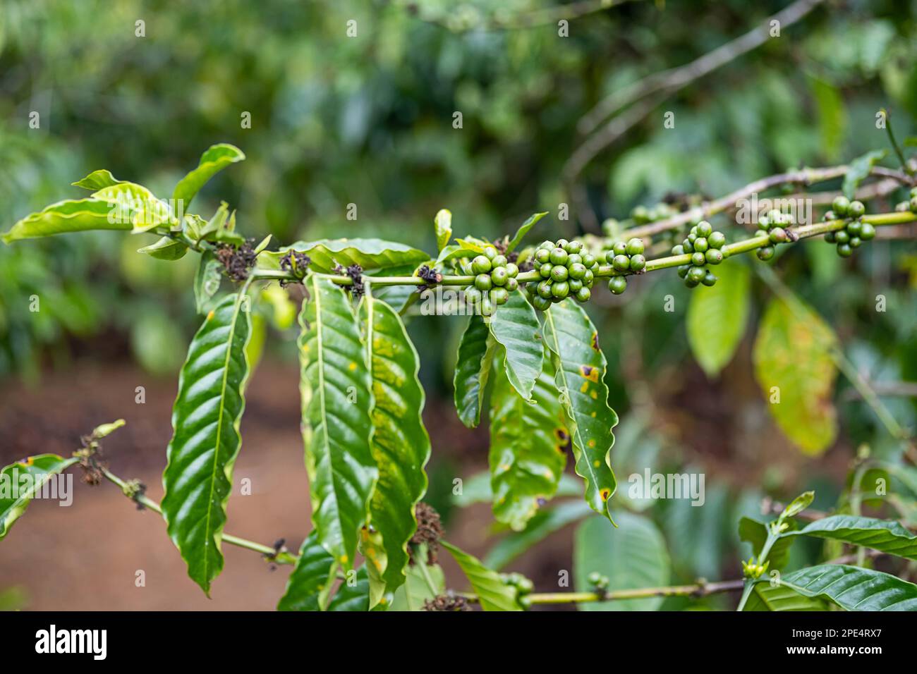 Coffee beans on coffee trees plantation, close up. Organic coffee ...