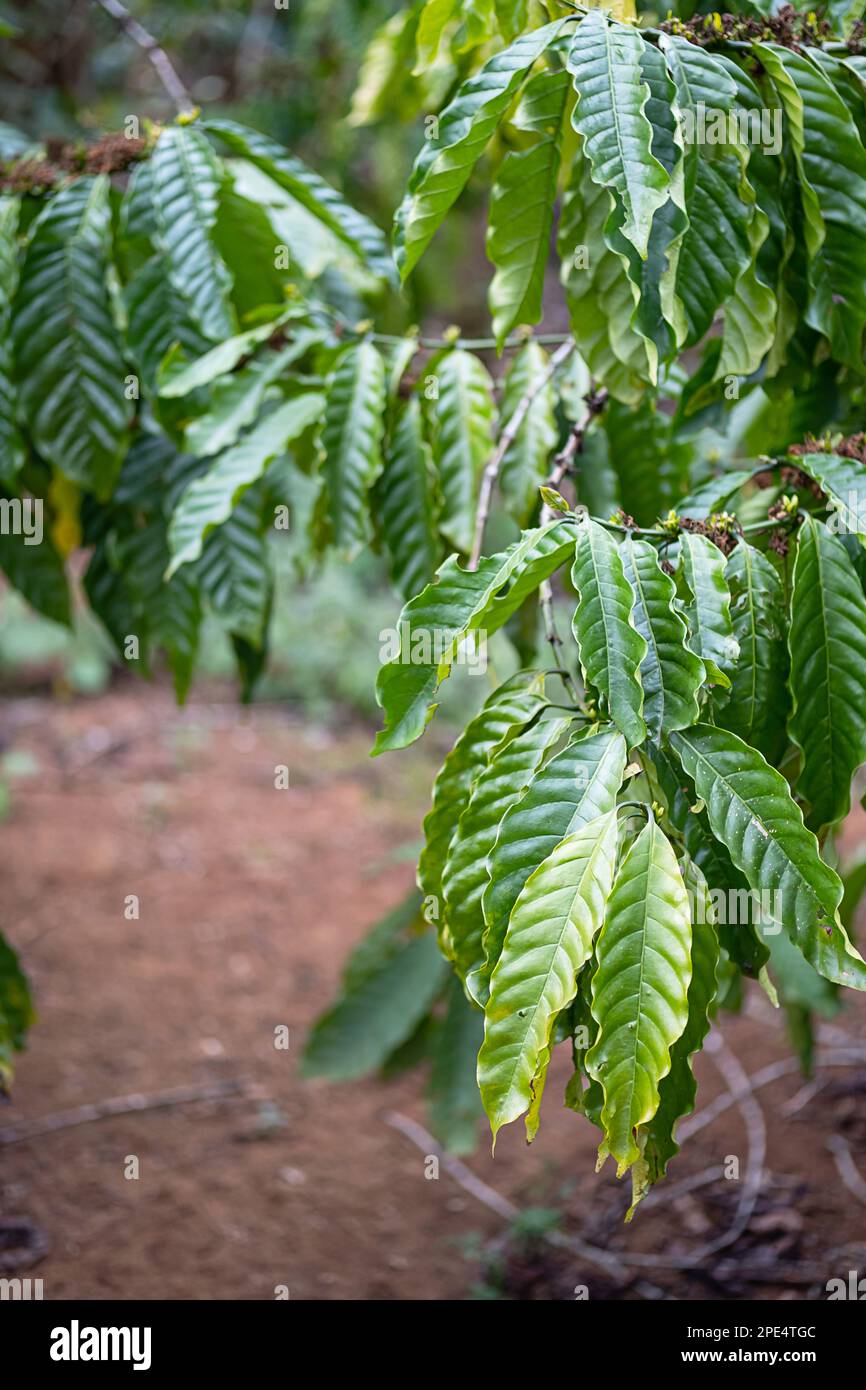Coffee trees plantation. Organic coffee growing in tropical garden ...