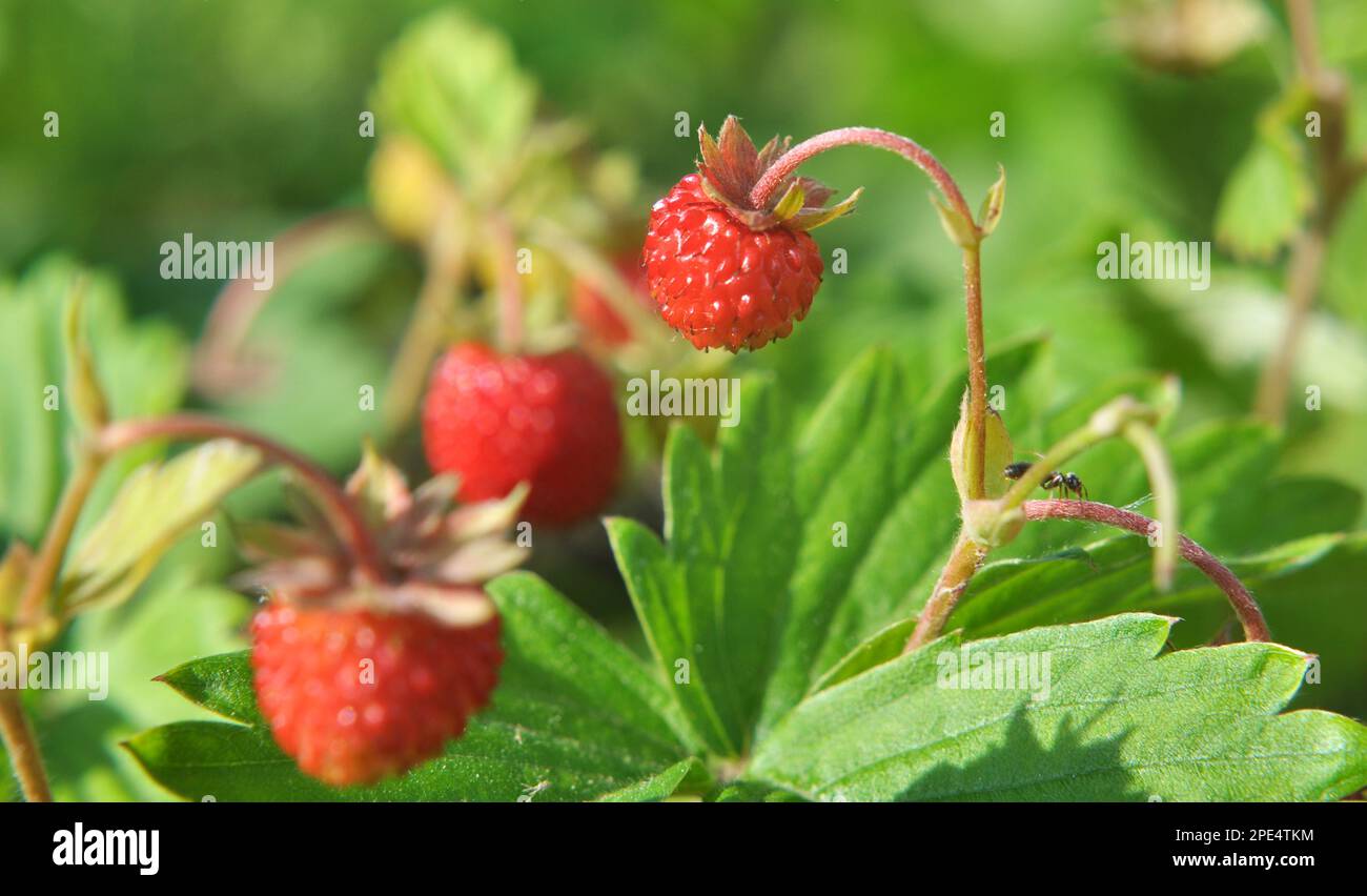 Ripe beautiful strawberries close hi-res stock photography and images ...