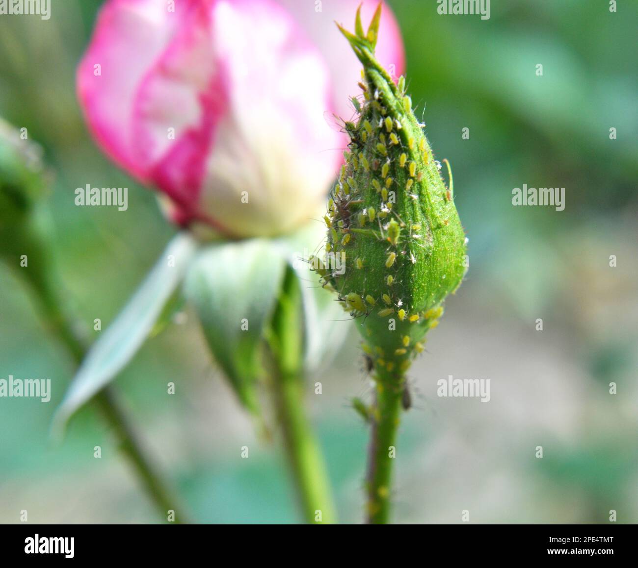 On the rose aphids (macrosiphum rosae) - herbivorous pests Stock Photo ...