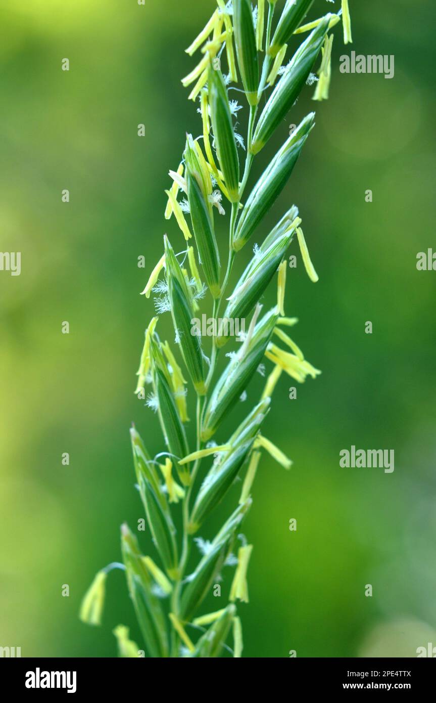 In the meadow, in the wild grows grass and weeds Elymus repens Stock ...
