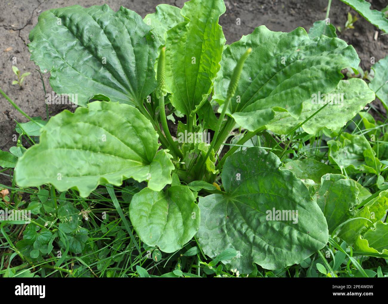 In summer, plantain is large (Plantago major, Plantago borysthenica ...