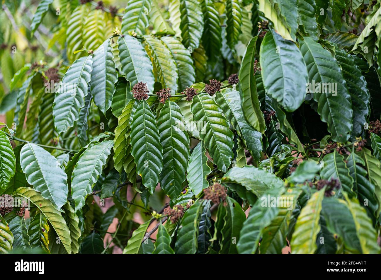 Coffee trees plantation. Organic coffee growing in tropical garden ...