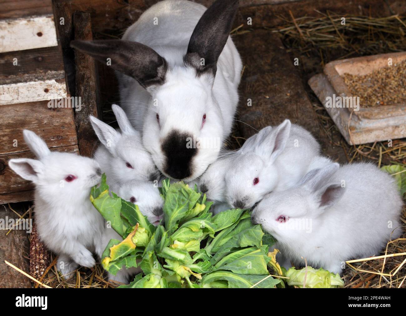 Female rabbit of the Californian breed and its brood Stock Photo - Alamy